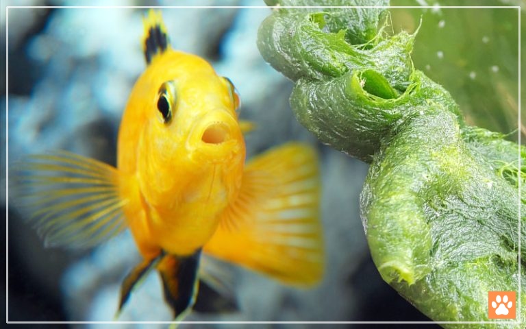 Do African Cichlids Eat Algae? 5 Things to Consider - VIVO Pets