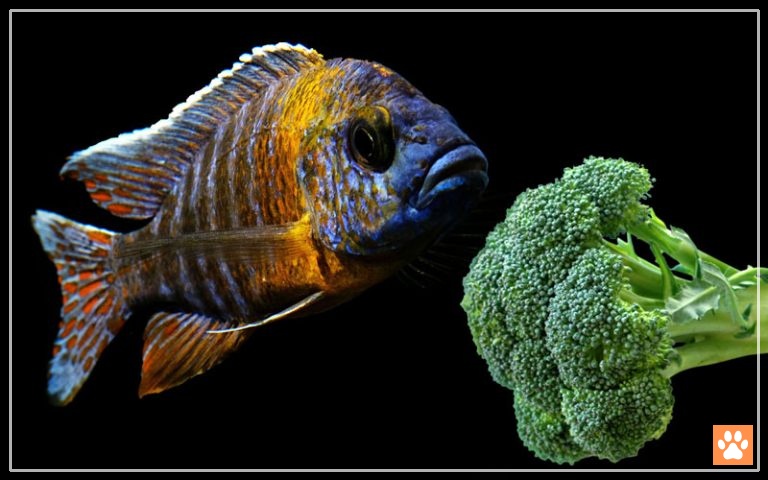 10 Best Peaceful Cichlids for Community Tank - VIVO Pets