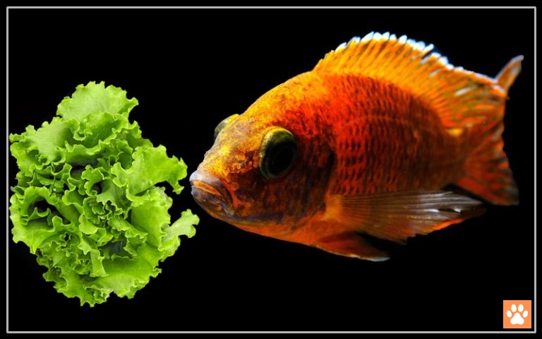 10 Best Peaceful Cichlids for Community Tank - VIVO Pets