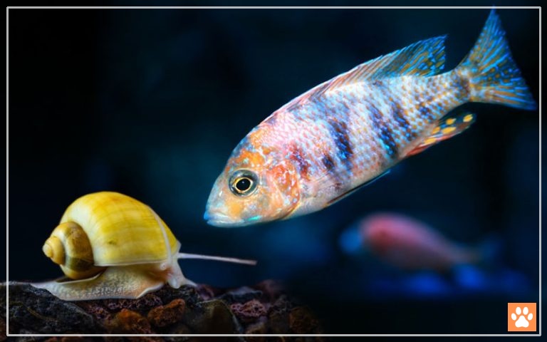 African Cichlid Size & Growth Chart - VIVO Pets