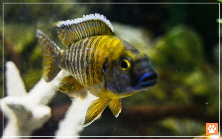 African Cichlids Water Parameters - Everything You Need to Know - VIVO Pets