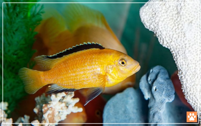 African Cichlids Water Parameters - Everything You Need to Know - VIVO Pets
