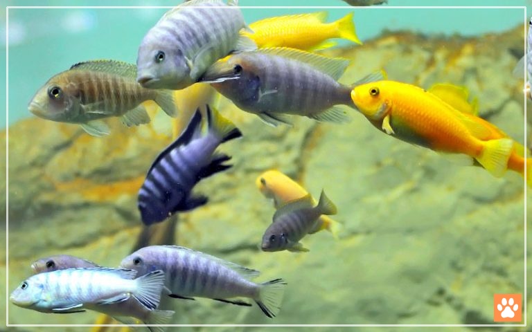 15 Amazing Mbuna Cichlid Types - VIVO Pets