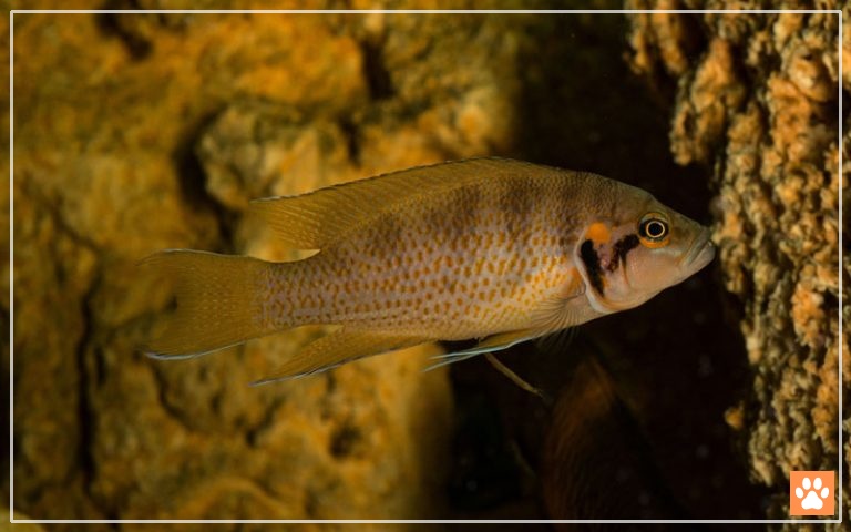 African Cichlid Size & Growth Chart - VIVO Pets