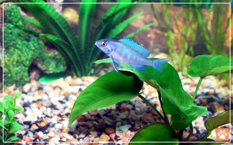 African Cichlids Tank Setup - The Ultimate Guide - VIVO Pets