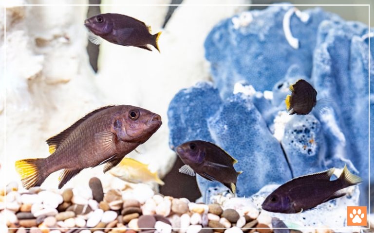 African Cichlids Temperament and Behavior - VIVO Pets