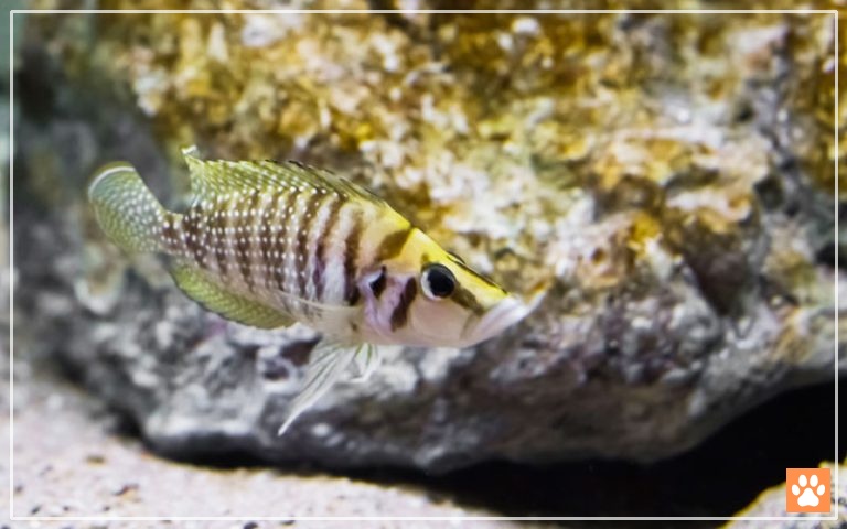 African Cichlids Temperature - Everything You Need to Know - VIVO Pets