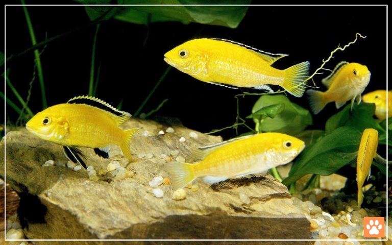 Are African Cichlids Tropical Fish? - VIVO Pets