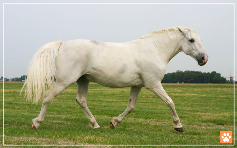 Why is Your Horse Angry? 7 Signs You Should Note - VIVO Pets