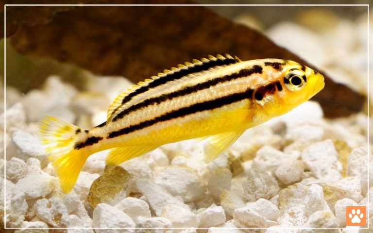 Cichlids Size & Growth Chart - VIVO Pets