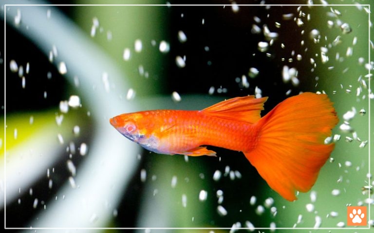 55 Types of Guppy Fish - All Guppy Varieties - VIVO Pets