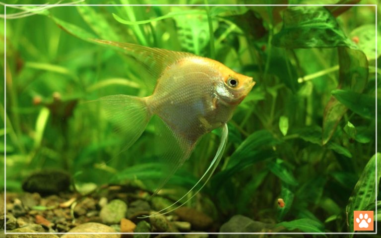 10 Easy Aquarium Plants for Angelfish - VIVO Pets