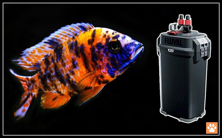 African Cichlid Size & Growth Chart - VIVO Pets