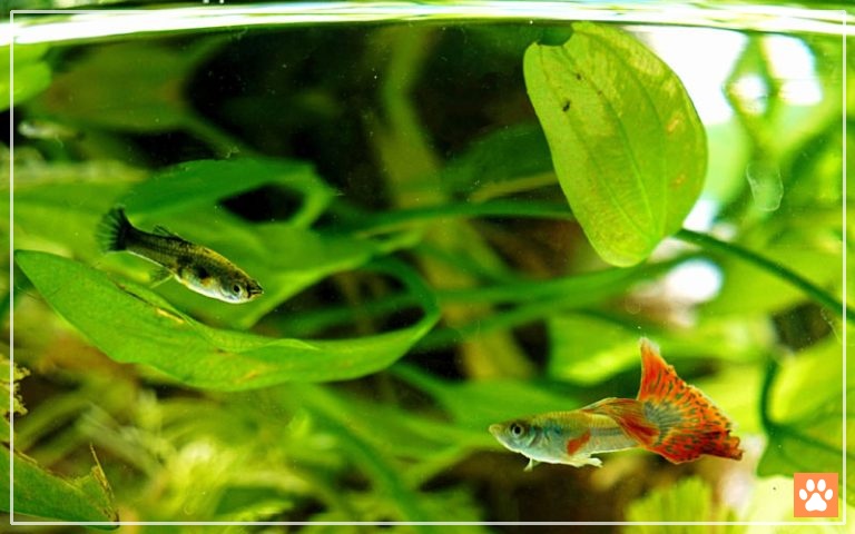 Guppy Fish Size & Growth Chart - How Big Do Guppies Get? - VIVO Pets