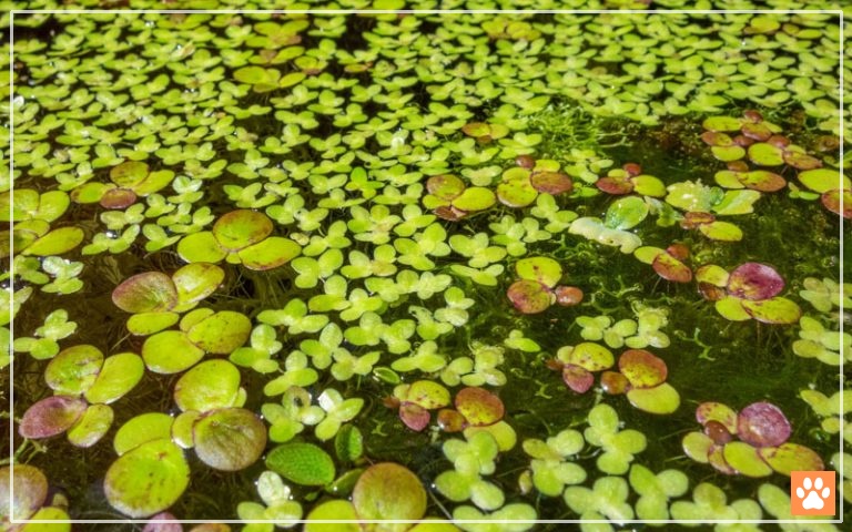 5 Best Floating Plants for Guppies & Main Benefits - VIVO Pets