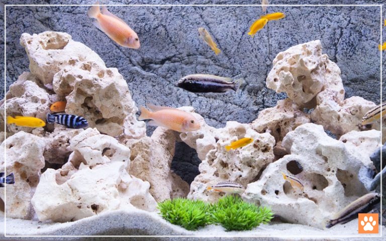 5 Best Substrate for African Cichlids - VIVO Pets