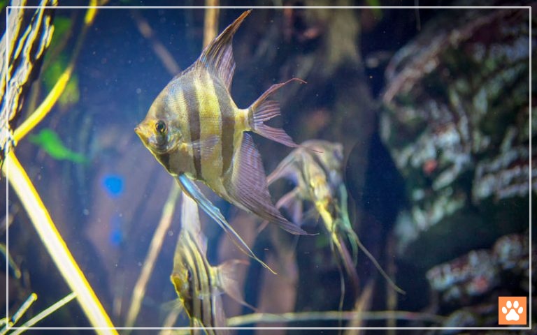 African Cichlids Breeding - The Complete Guide - VIVO Pets