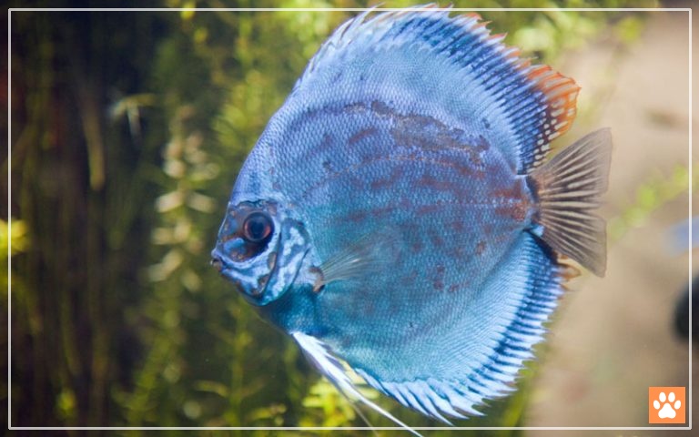 10 Blue Cichlid Types - Info & Facts - VIVO Pets