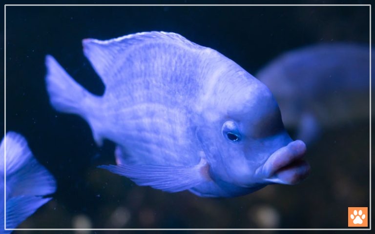 10 Blue Cichlid Types - Info & Facts - VIVO Pets