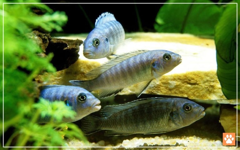 10 Blue Cichlid Types - Info & Facts - VIVO Pets