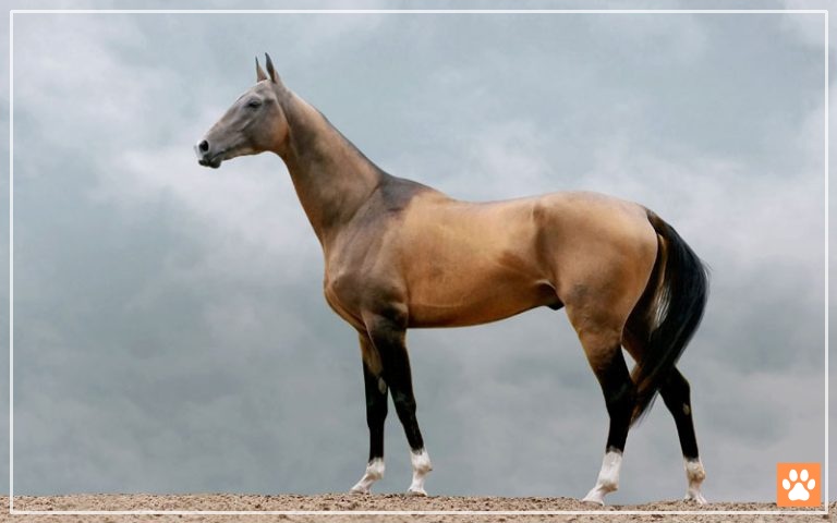 Akhal-Teke Horse Breed - Profile, Facts, Photos - VIVO Pets