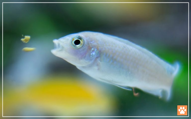 Kribensis Cichlids (Rainbow Kribs) - Species Profile & Facts - VIVO Pets