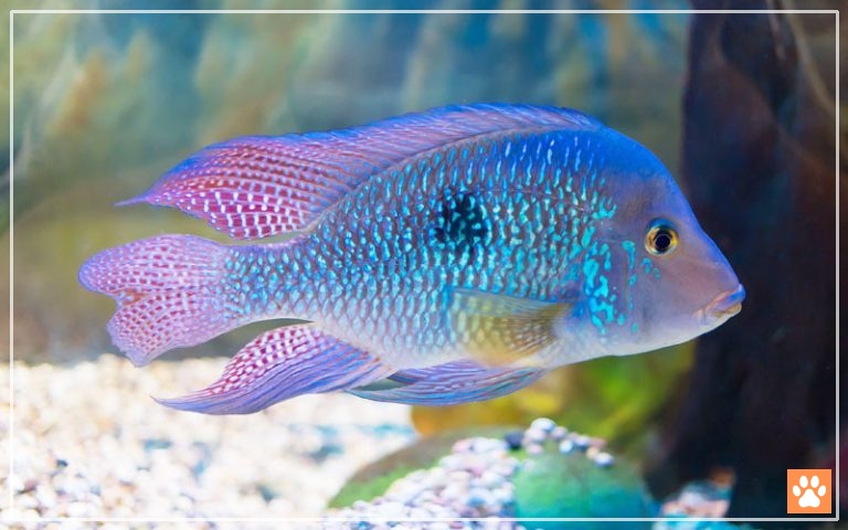 Cichlids Size & Growth Chart - VIVO Pets