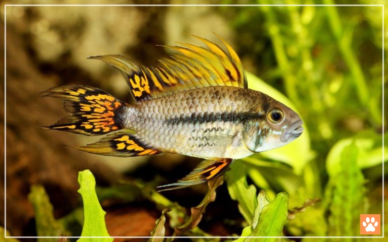 10 Best Peaceful Cichlids for Community Tank - VIVO Pets