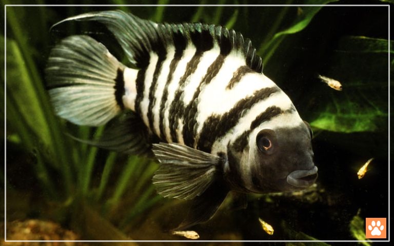 15 Amazing Mbuna Cichlid Types - VIVO Pets