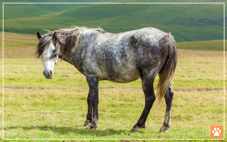 Dappled Gray Horse Breed - Profile, Facts, Photos - VIVO Pets