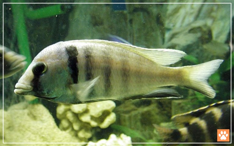 Deep Water Hap - Species Profile & Facts - VIVO Pets