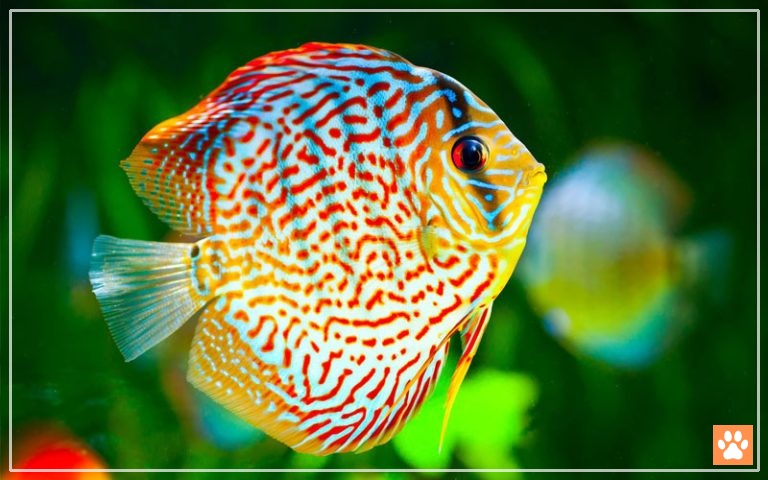 Why do Discus Fish Change Color? - VIVO Pets