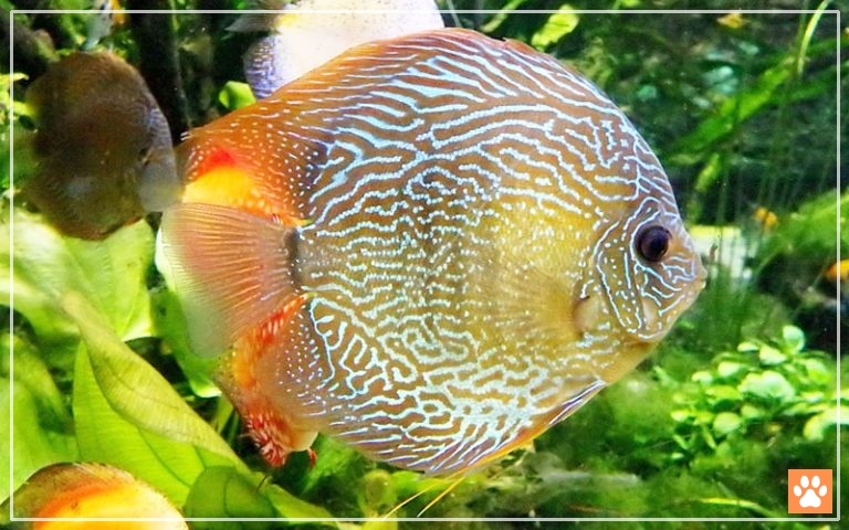 Discus Fish Lifespan - How Long do Discus Live? - VIVO Pets