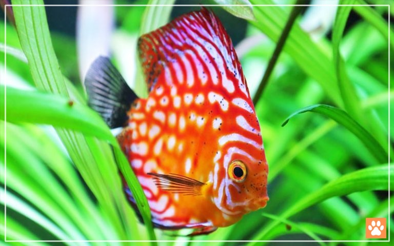 Can Discus Fish Live Alone? 5 Things to Consider - VIVO Pets