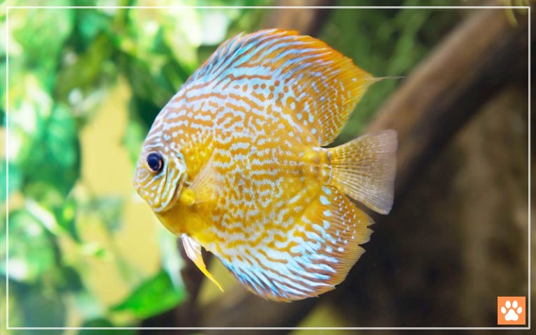Discus Fish Size - How Big do Discus Fish Get? - VIVO Pets