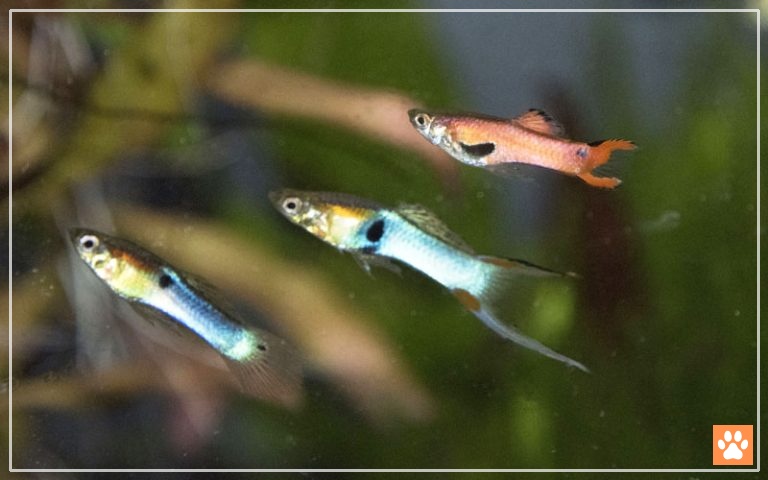 55 Types of Guppy Fish - All Guppy Varieties - VIVO Pets