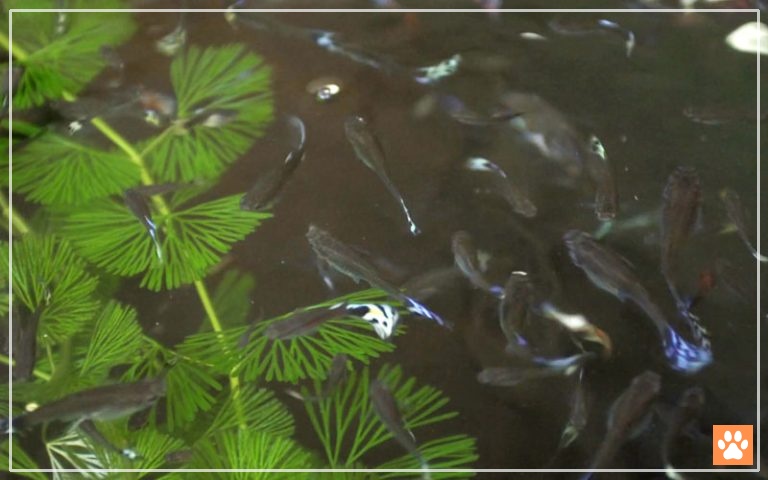 Purple Moscow Guppy Fish - All You Need to Know - VIVO Pets