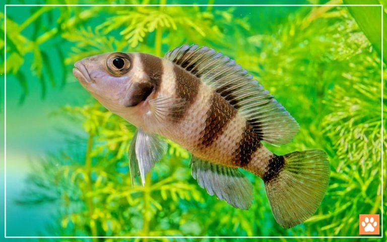 10 Most Popular Lake Tanganyika Cichlids - VIVO Pets