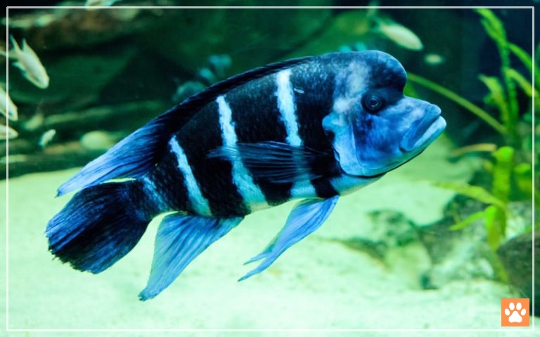 How Big do Frontosa Cichlids Get? - VIVO Pets