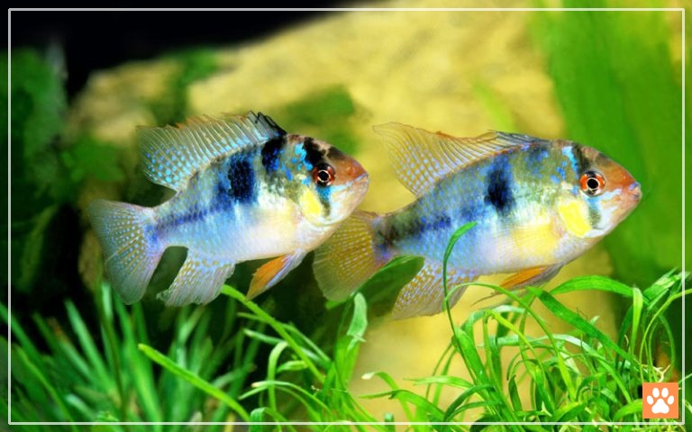 10 Blue Cichlid Types - Info & Facts - VIVO Pets