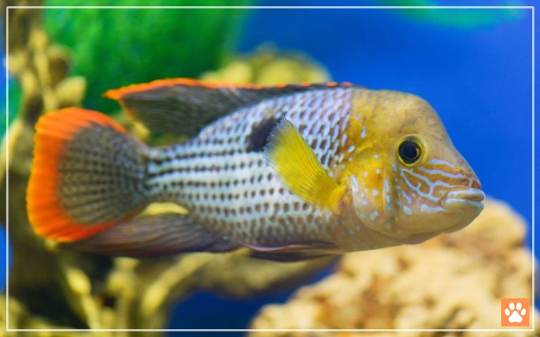 Green Terror Cichlid - Species Profile & Facts - VIVO Pets