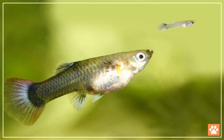 Why do Guppies Eat Their Fry? - VIVO Pets
