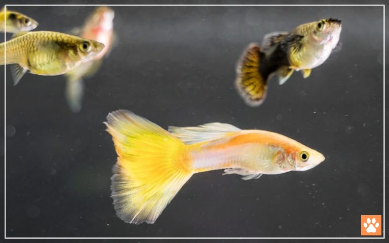 Are Guppies Freshwater or Saltwater? - VIVO Pets