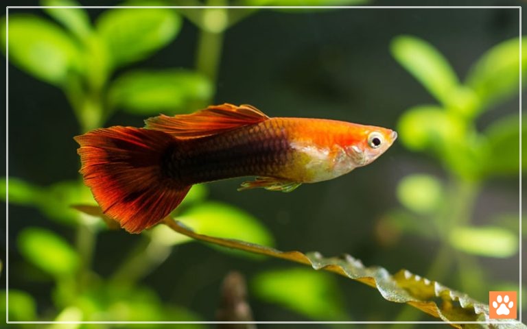 Are Guppies Messy Fish? 5 Things to Consider - VIVO Pets