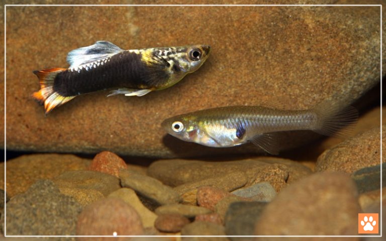 Can Guppies and Mosquito Fish Breed? - VIVO Pets