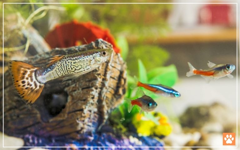 Can Guppies and Tetras Live in Same Tank? - VIVO Pets
