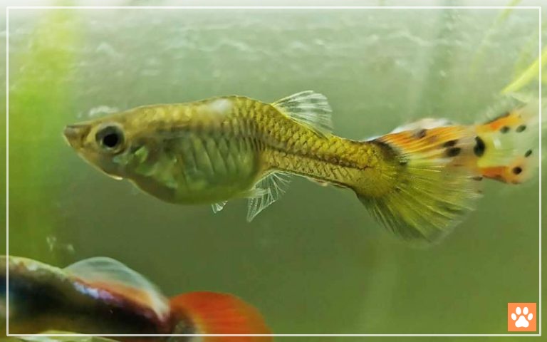 Guppy Fish Bent Spine - Causes and Treatments - VIVO Pets