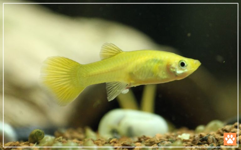 How to Treat Sick Guppy Fish? Diseases, Parasites & Illnesses - VIVO Pets