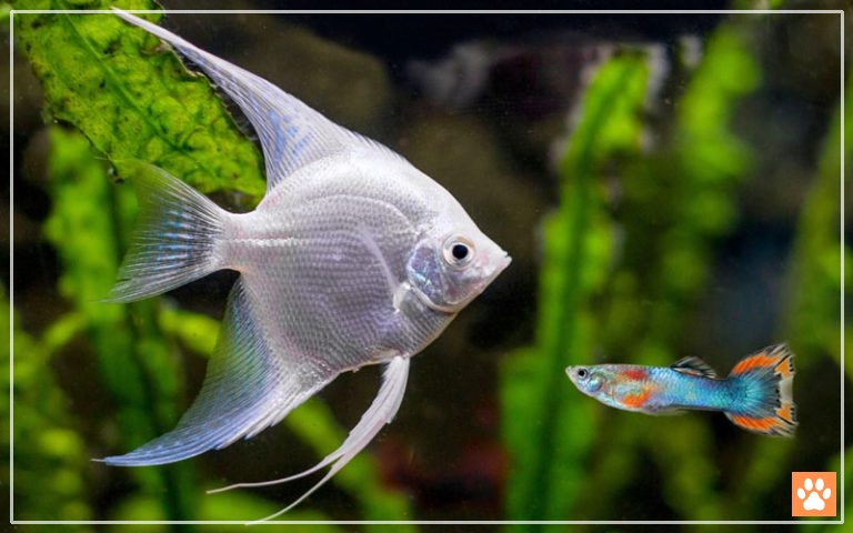 Guppy Fish and Angelfish - Can Live Together? - VIVO Pets