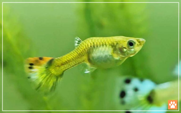 Guppy Fish Bent Spine - Causes and Treatments - VIVO Pets